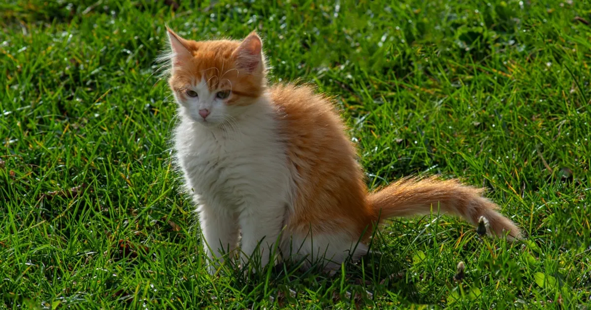Bijna de helft van Nederland ergert zich aan poepende katten - DIT