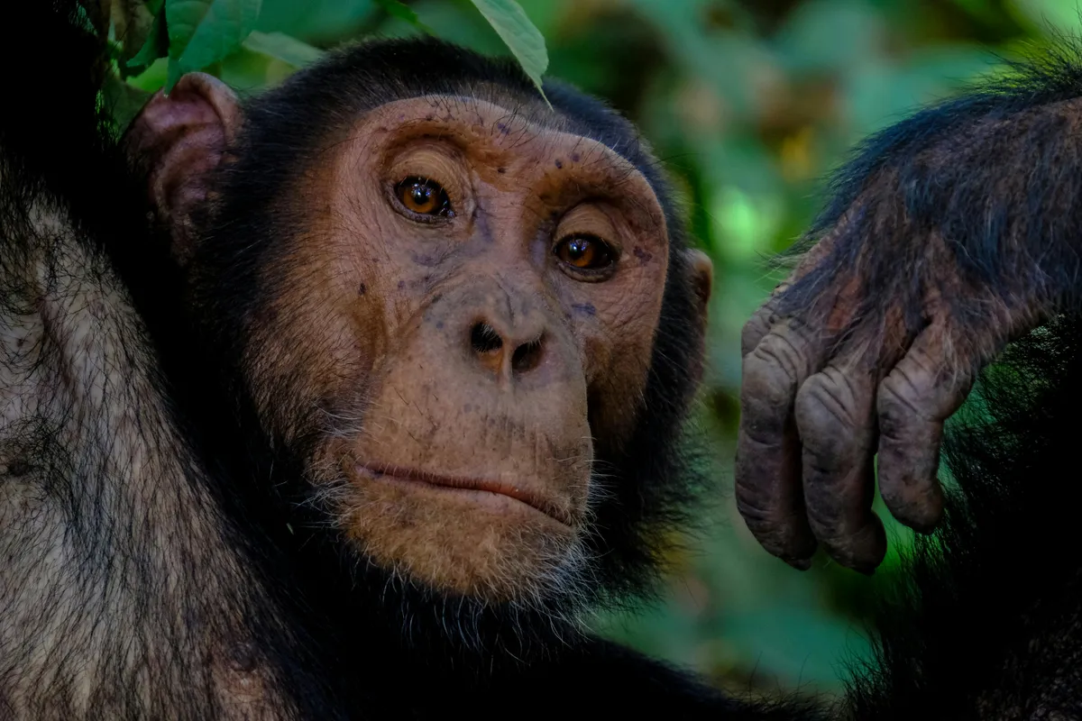 Nederlandse Chimpansee vermoord: zijn apenparken onveilig? - DIT
